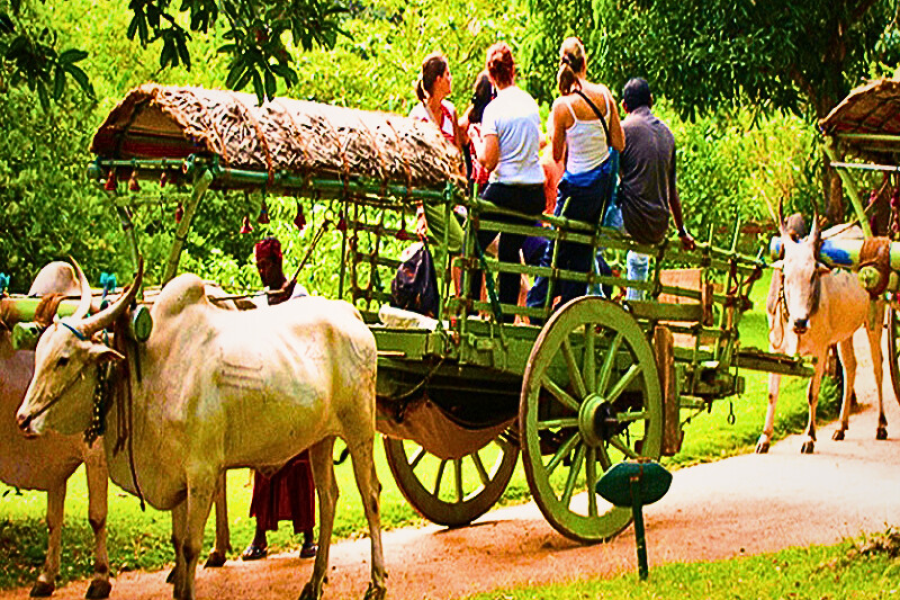 Tour Operators in Sri Lanka | Day Tours| Lanka Tour Host